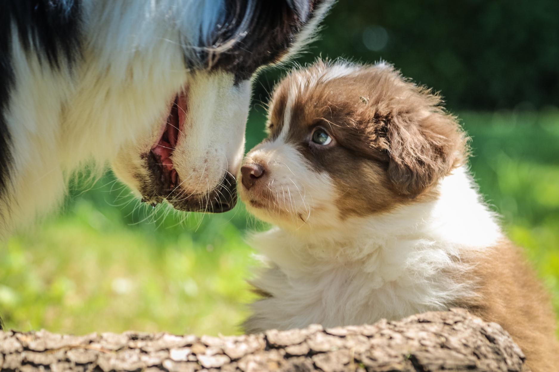 How To Pick A Puppy | A Comprehensive Guide