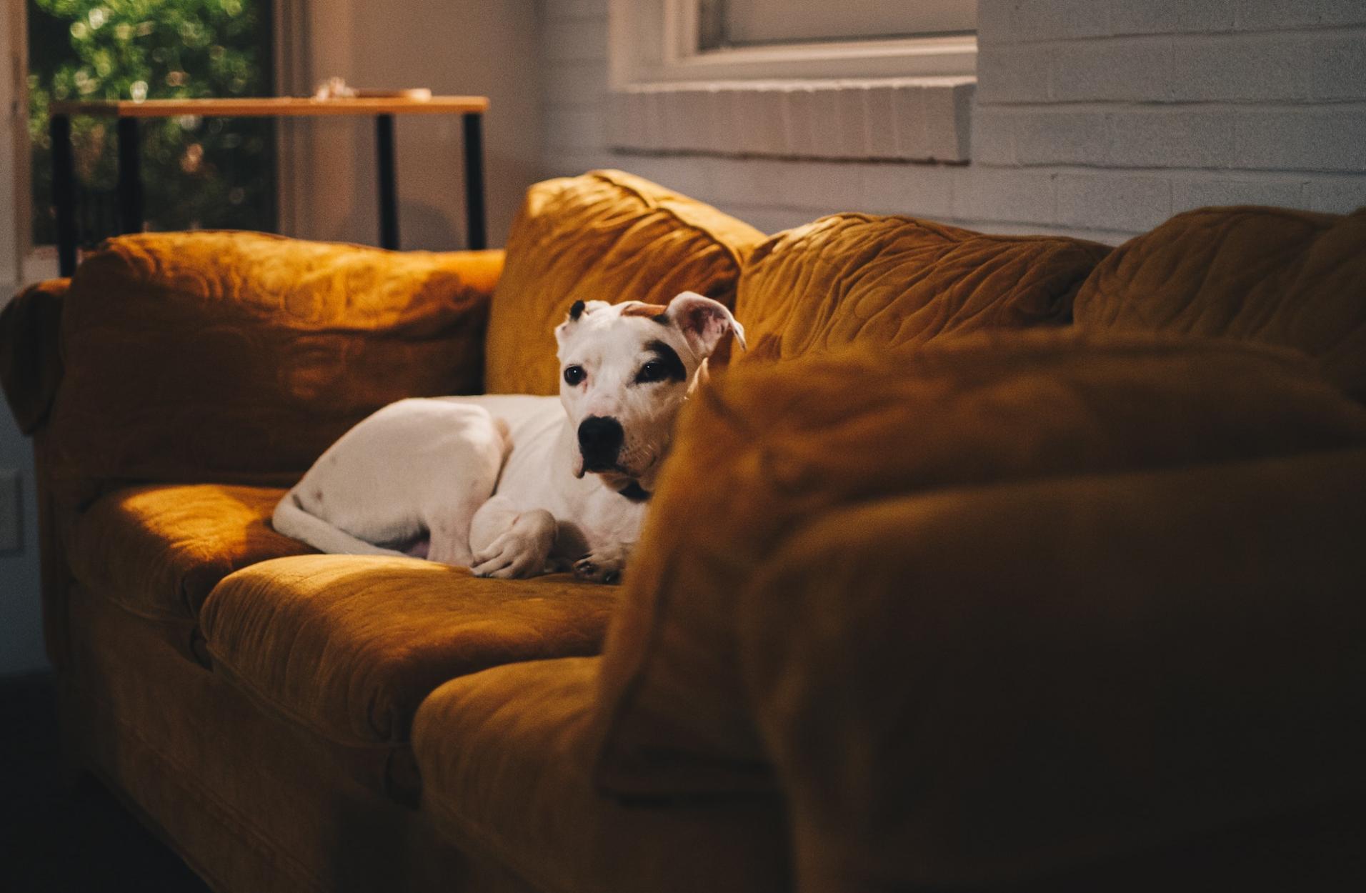 How To Stay Productive at Home When Your Pets Want Attention