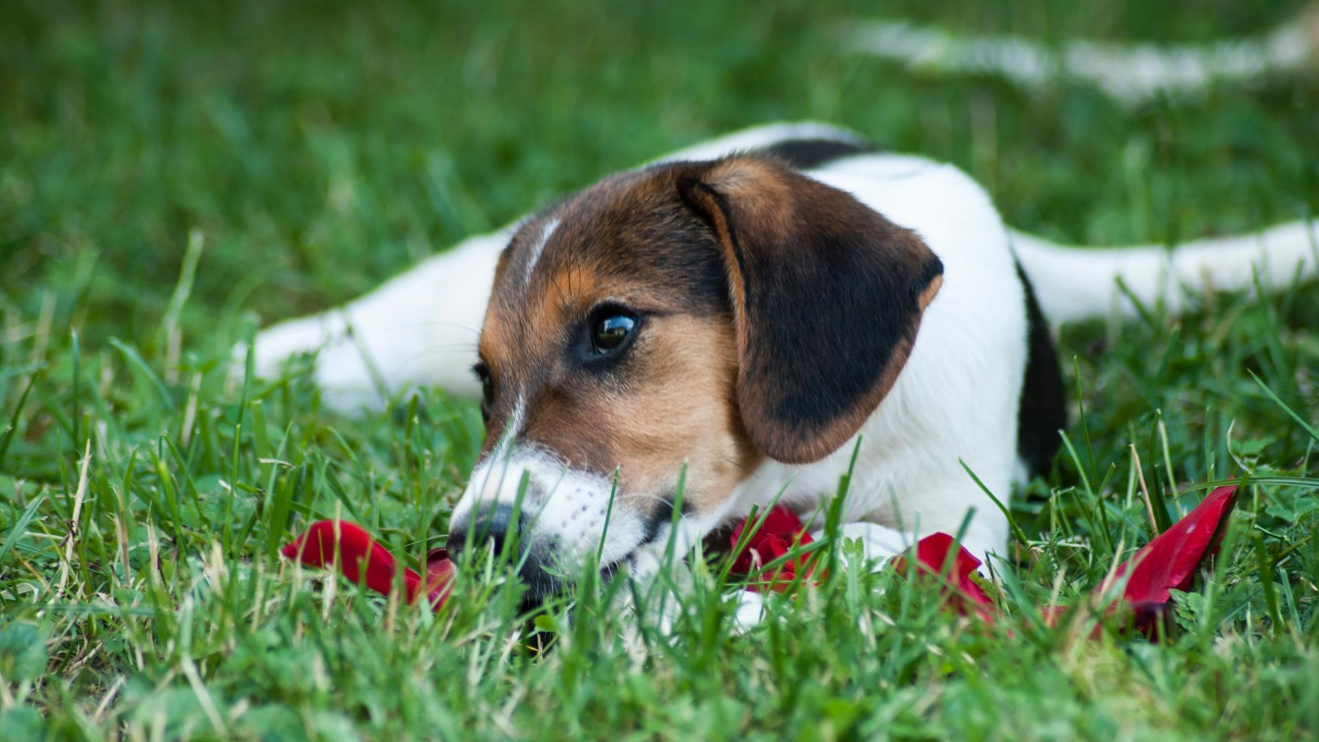Dog Personalities | 20 Dog Breeds & Their Personalities