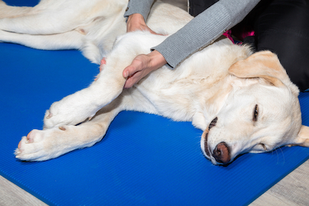 The Benefits of Chiropractic Care in Pets - Pet Insurance Review