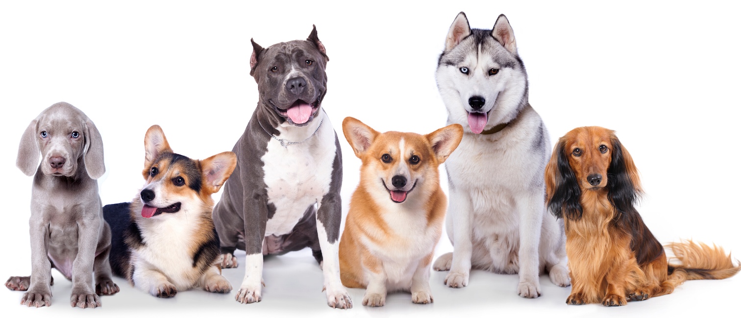 Longest Living Dog Breeds | Guide to the Longest Living Dogs