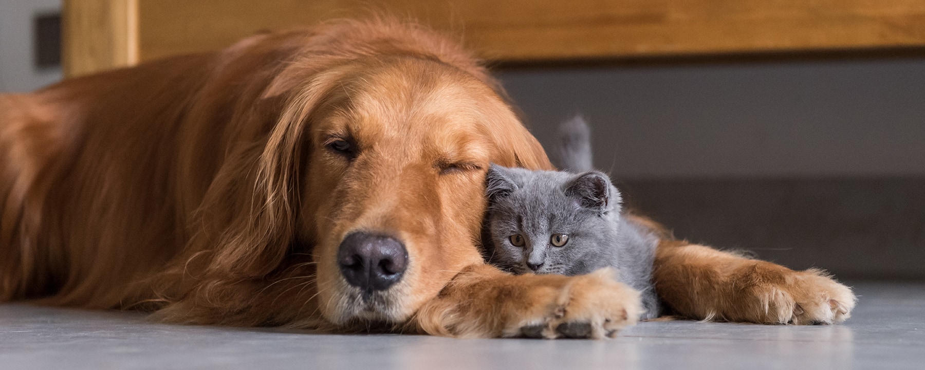 Contact Us | Pet Insurance Review