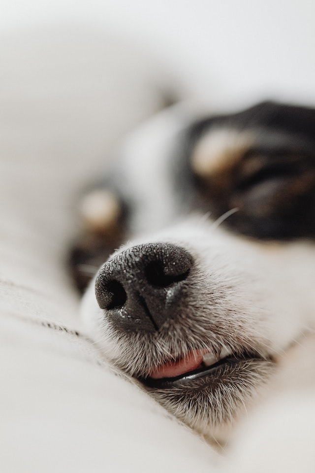 Dry and Cracked Noses in Dogs - Pet Insurance Review