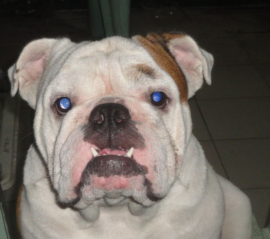 Pimples on a Dog - What Do They Mean? - Pet Insurance Review