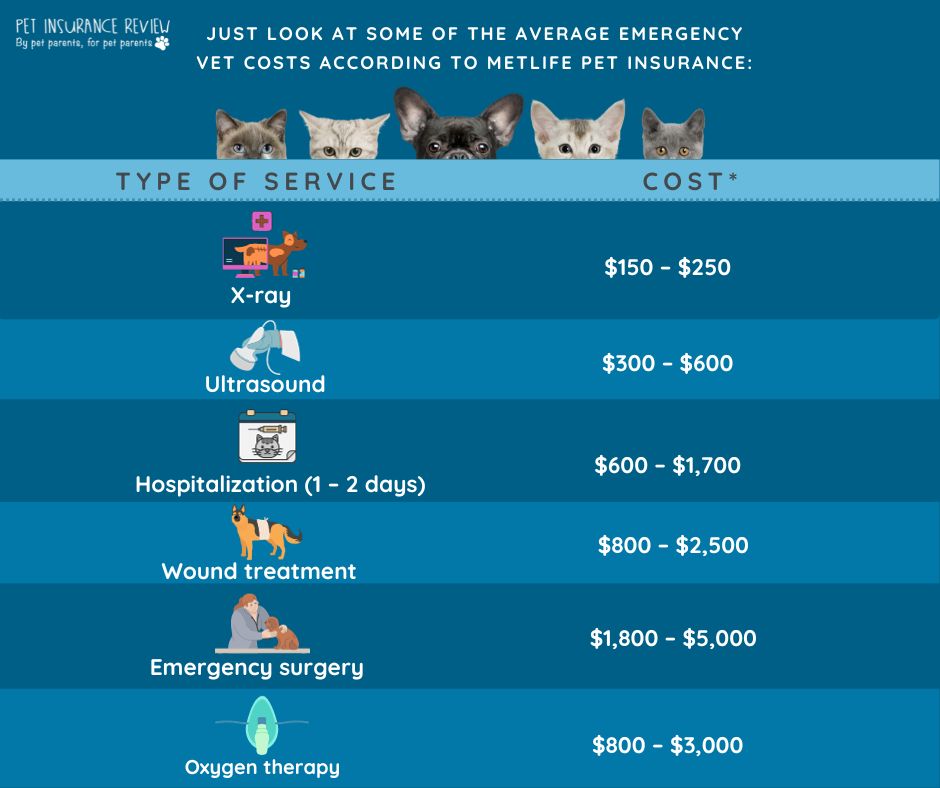 Best Multi-Cat Insurance: Top Picks for 2026 - Pet Insurance Review