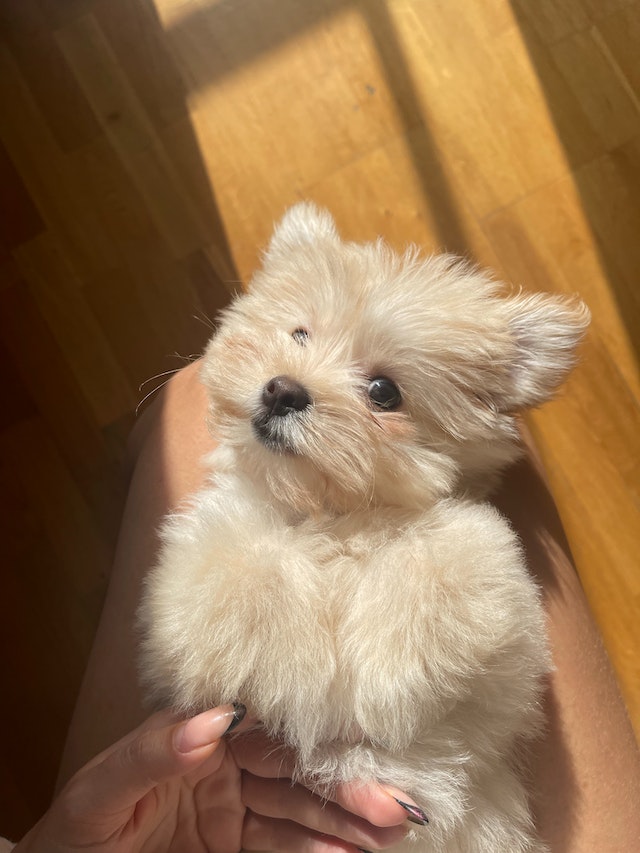 Common Maltese Dog Health Issues - Pet Insurance Review