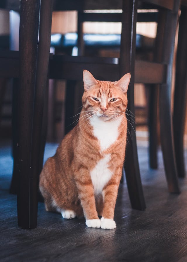 Fecal Incontinence in Cats: Causes and Treatment Options - Pet ...