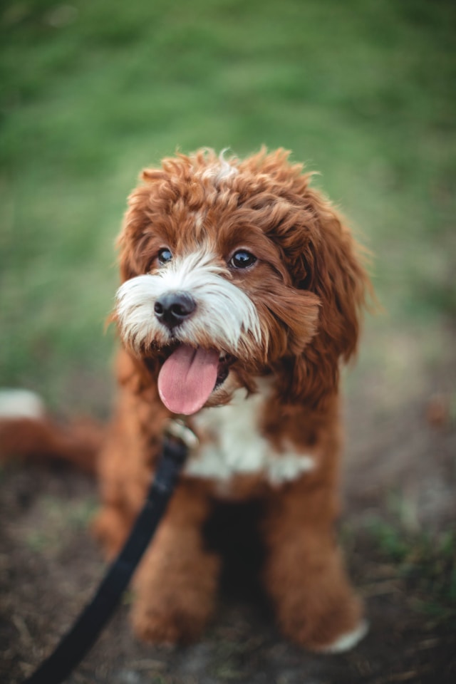 What is a Cavapoo Dog? - Pet Insurance Review