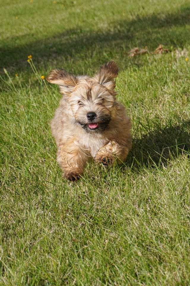 Common Havanese Dog Health Issues - Pet Insurance Review