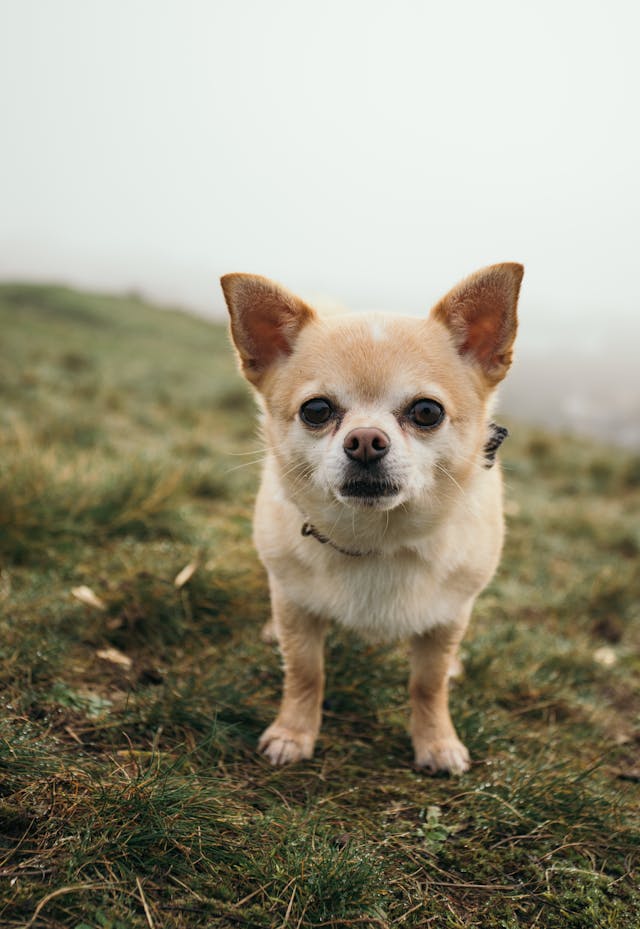 The 10 Healthiest Small Dog Breeds - Pet Insurance Review