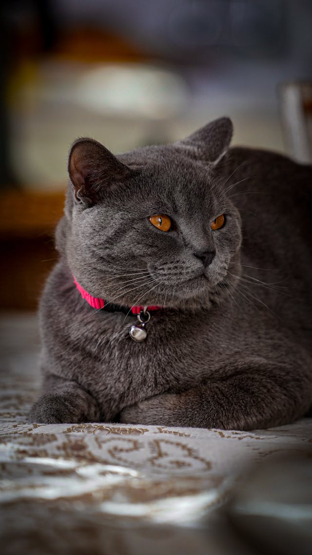 The 10 Most Popular Cat Breeds - Pet Insurance Review