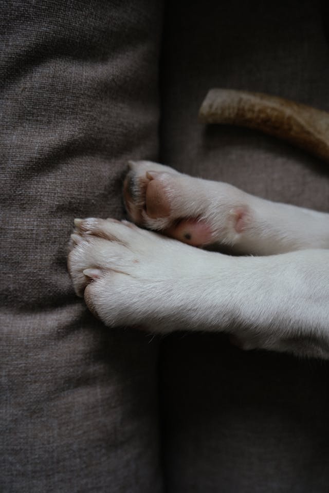 Why Are My Dog’s Paws Red? - Pet Insurance Review