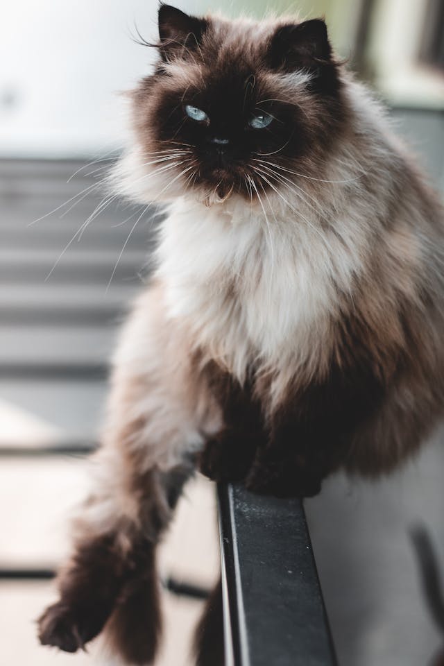 Common Himalayan Cat Health Issues - Pet Insurance Review