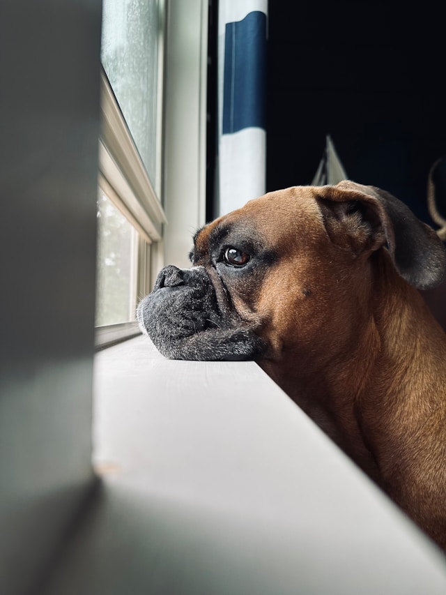 Dog Sprained Leg Symptoms: How to Spot, Treat, and Prevent Injury - Pet ...